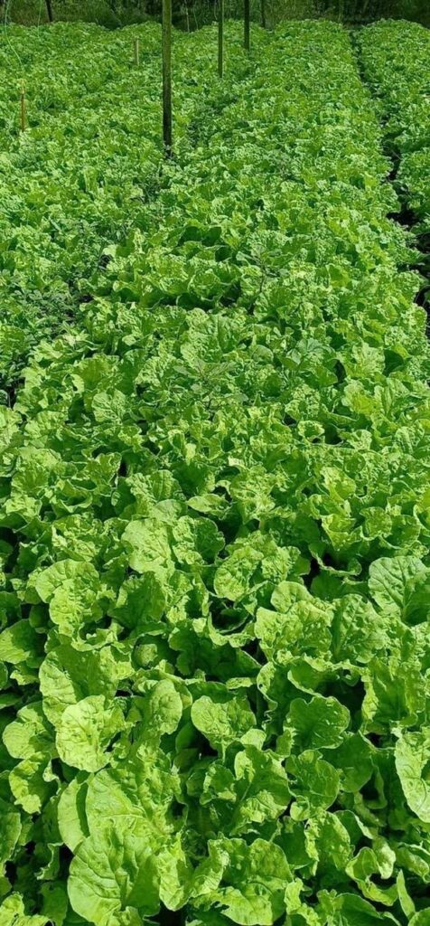 Fresh Vegetables Farm in Miri City - Miri City Sharing