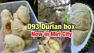 D93 Durian box now in Miri City - Miri City Sharing