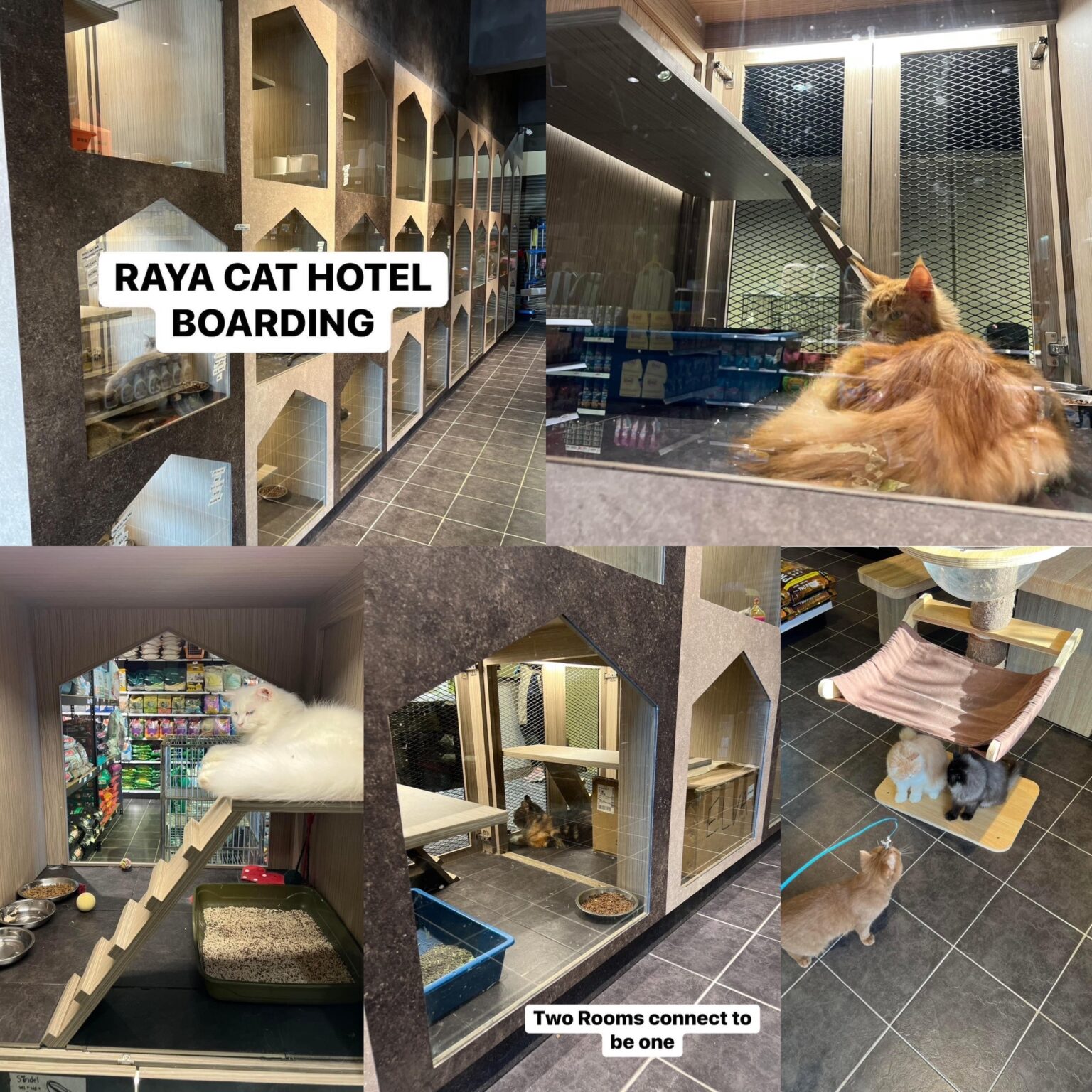 Raya Cat Hotel now in Miri City - Miri City Sharing
