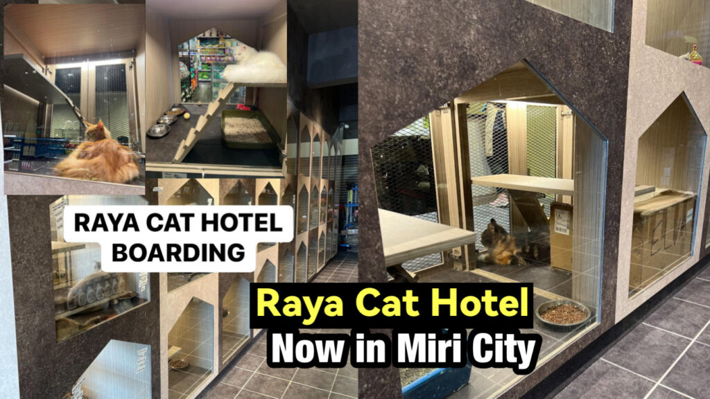Raya Cat Hotel now in Miri City - Miri City Sharing