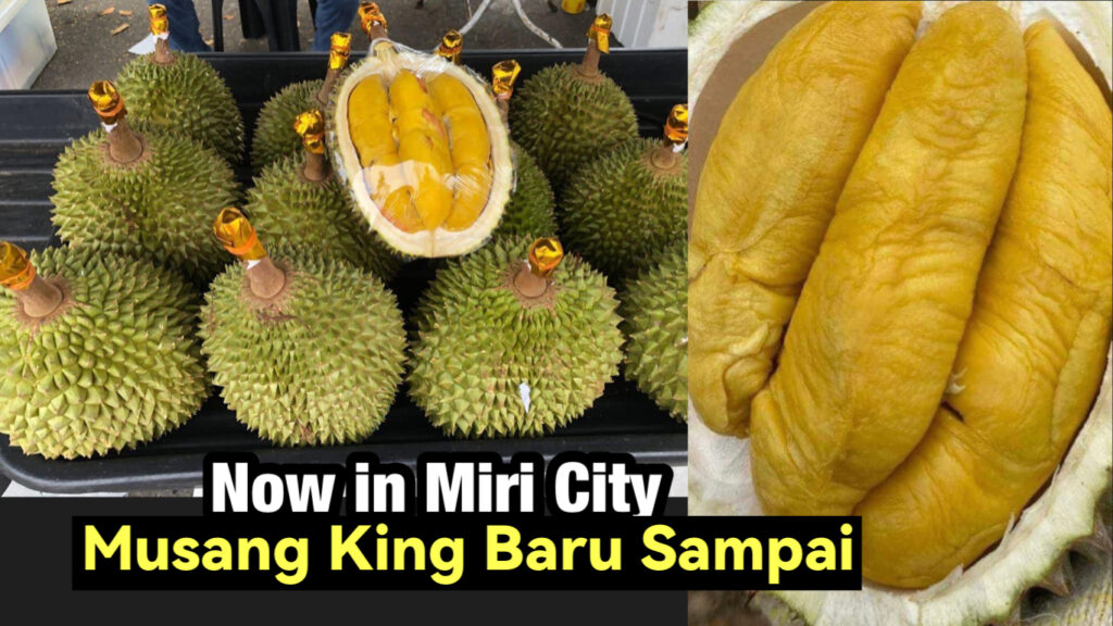 Musang King Durians Baru Sampai now in Miri City - Miri City Sharing