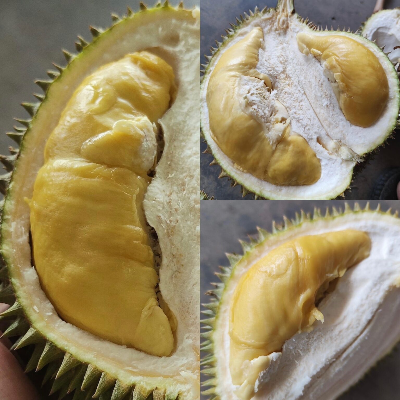 D99 Durian now in Miri City - Miri City Sharing