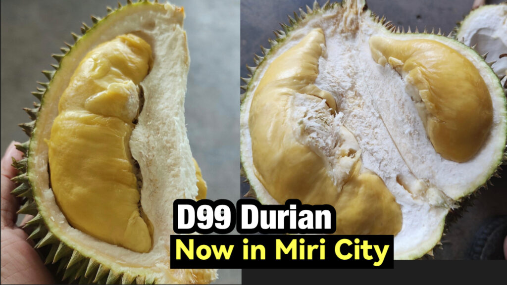 D99 Durian now in Miri City - Miri City Sharing