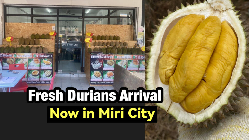 Fresh Durians Arrival now in Miri City - Miri City Sharing