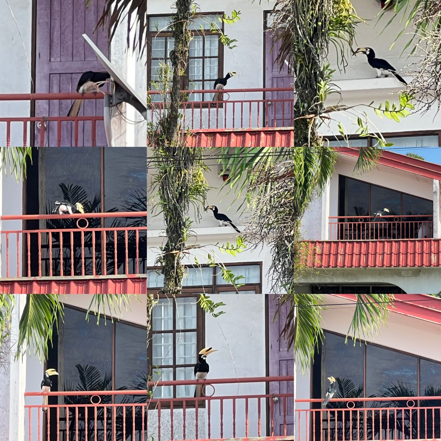 Hornbills found in Pujut 3 Miri City - Miri City Sharing