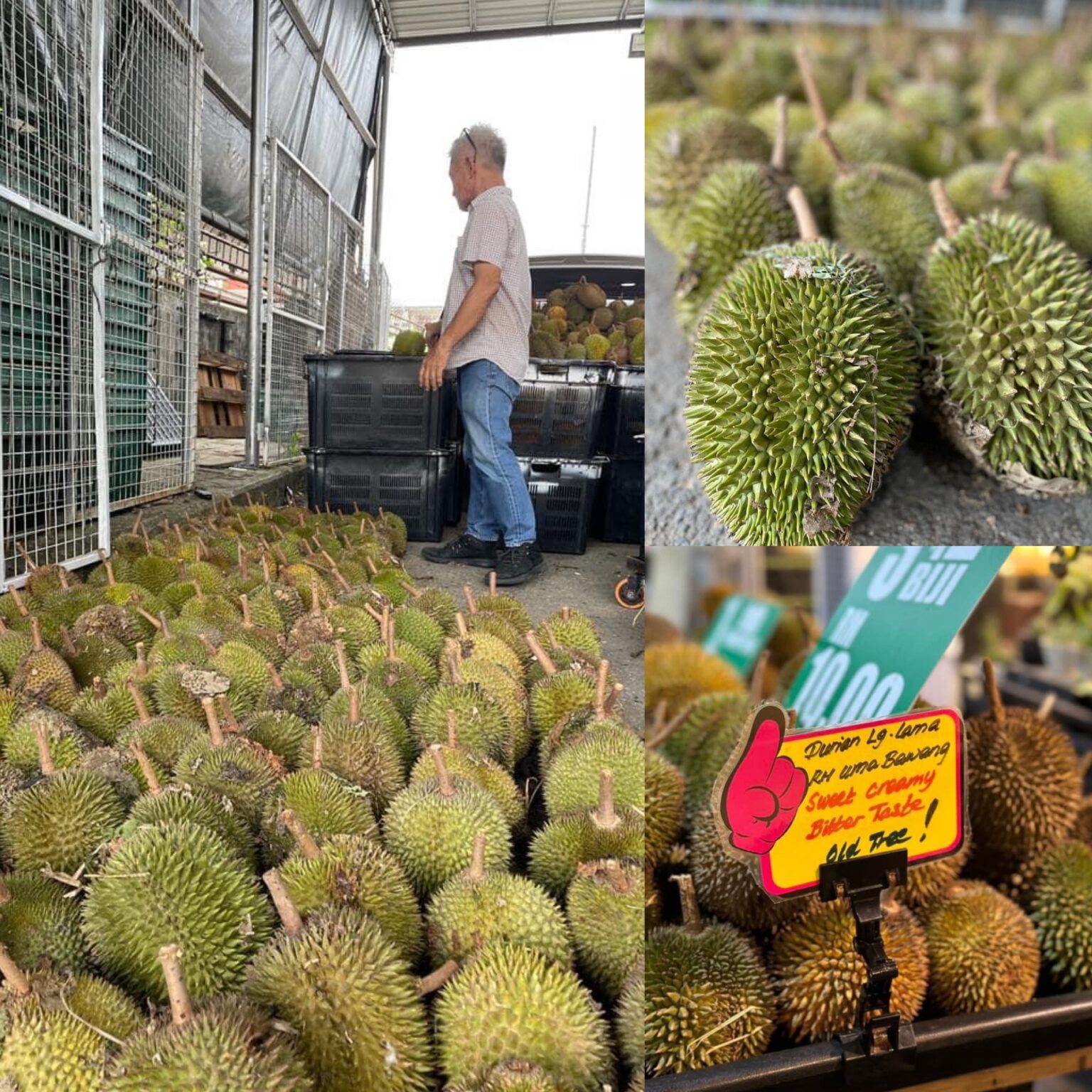 Long Lama Durians arrived in Miri City - Miri City Sharing