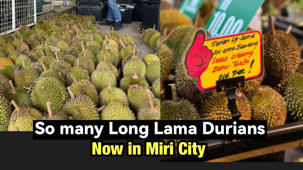 Long Lama Durians arrived in Miri City - Miri City Sharing