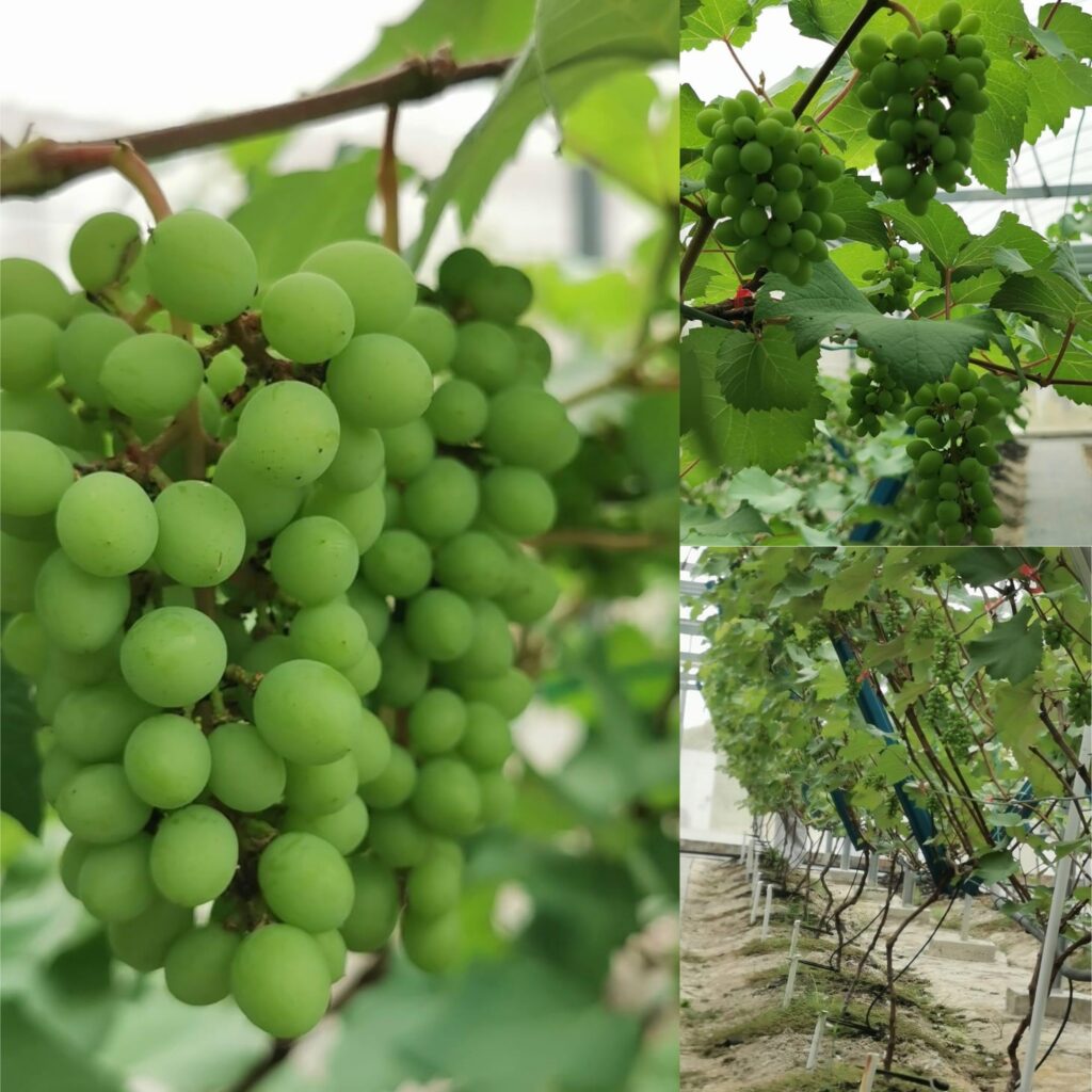 Hidden Grape Farm in Miri City - Miri City Sharing