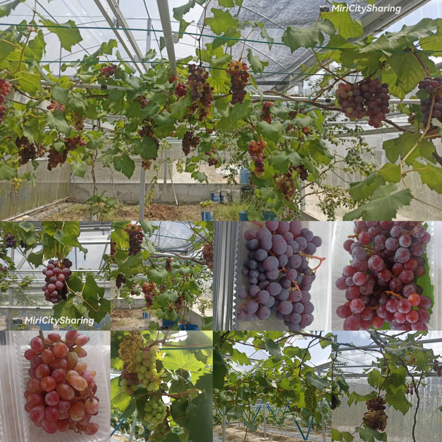 Hidden Grape Farm in Miri City - Miri City Sharing