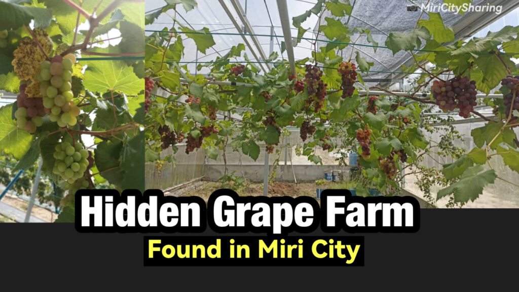 Hidden Grape Farm in Miri City - Miri City Sharing
