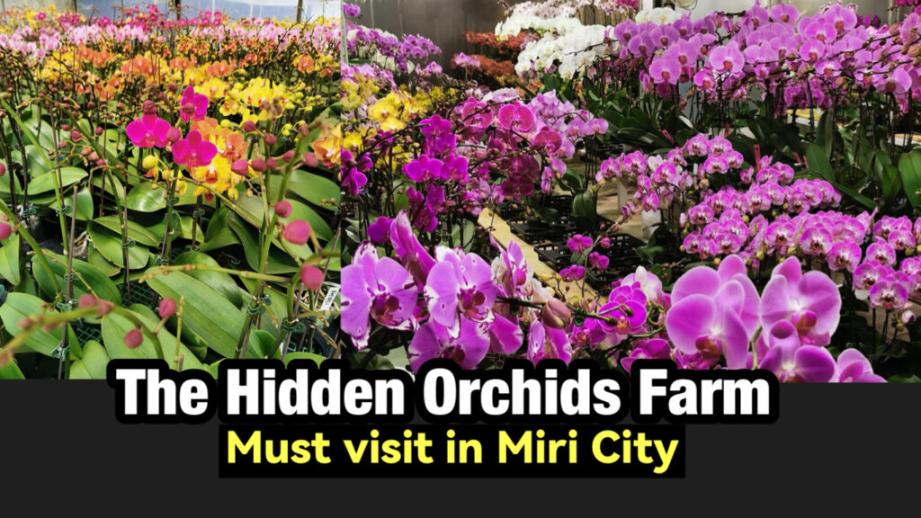 The Hidden Orchids Farm in Miri City - Miri City Sharing
