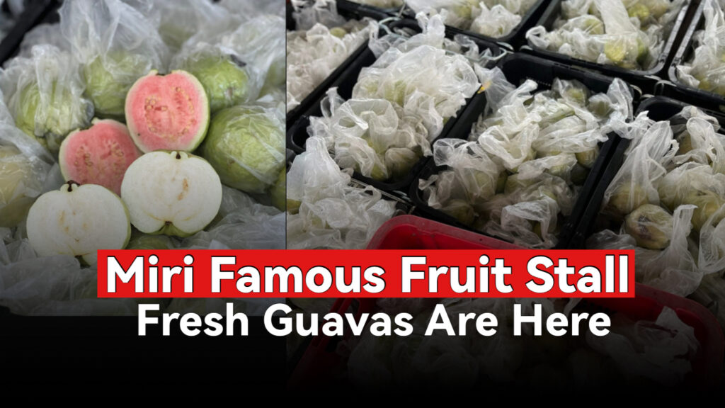 Miri Famous Fruit Stall: Fresh Guavas Are Here - Miri City Sharing