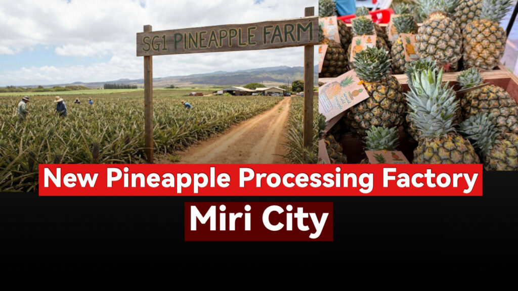 New Pineapple Processing Factory in Miri - Miri City Sharing